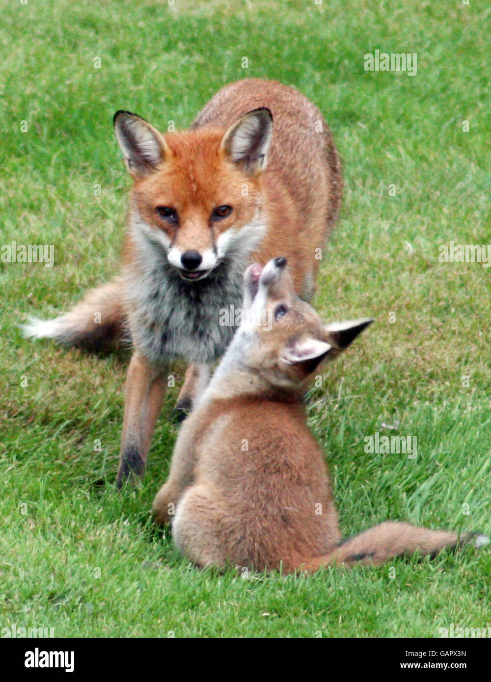 Animalstck hi-res stock photography and images - Alamy