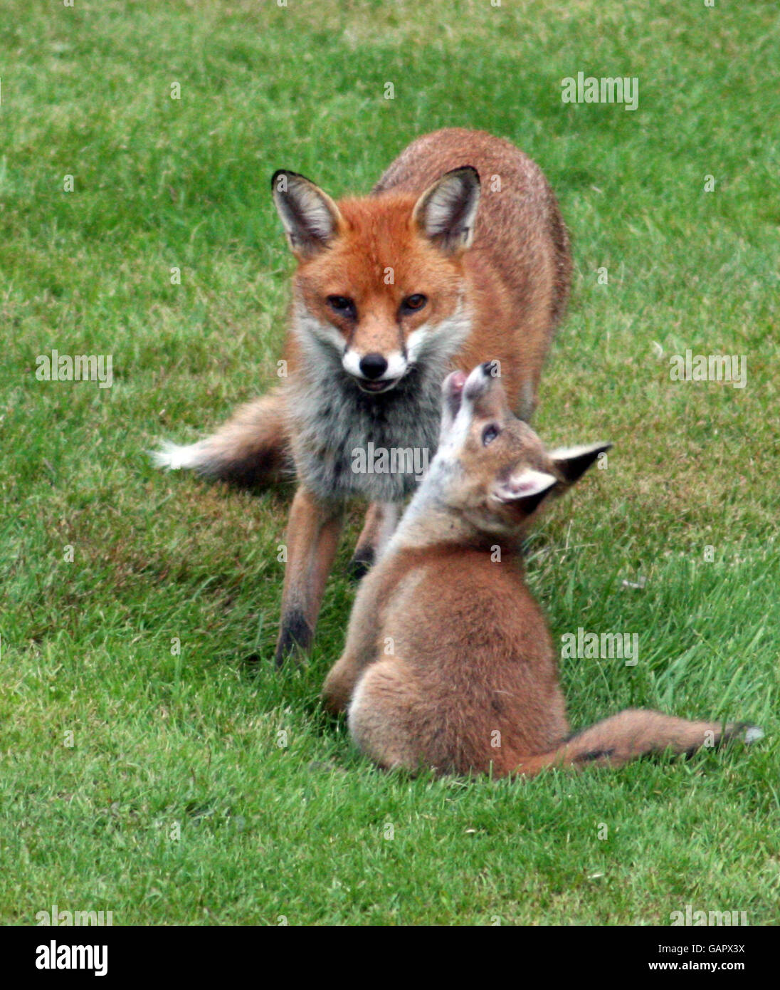 Fox stock. A wild fox and one of her cubs Stock Photo - Alamy