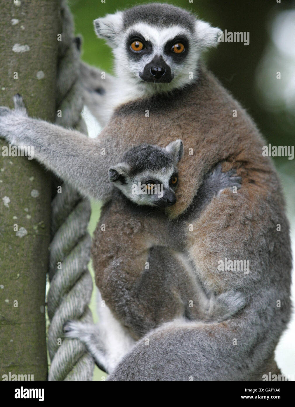 Baby lemur's first appearance Stock Photo - Alamy