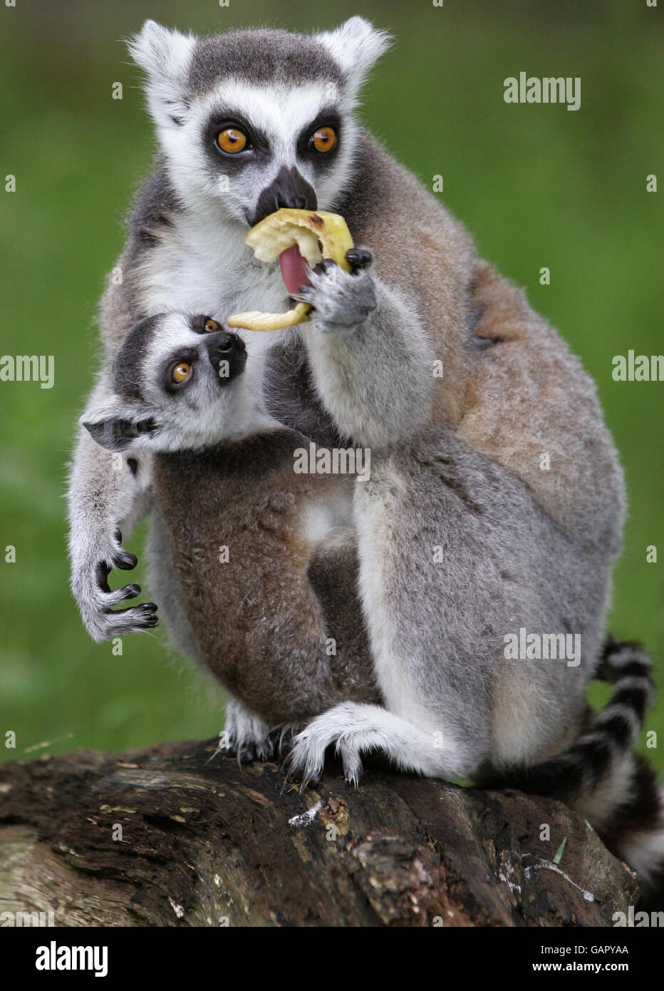 Baby lemur's first appearance Stock Photo - Alamy