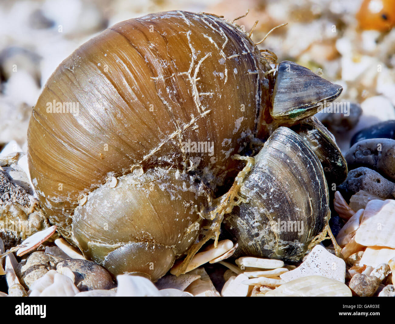 Shell on beach sunny hi-res stock photography and images - Alamy
