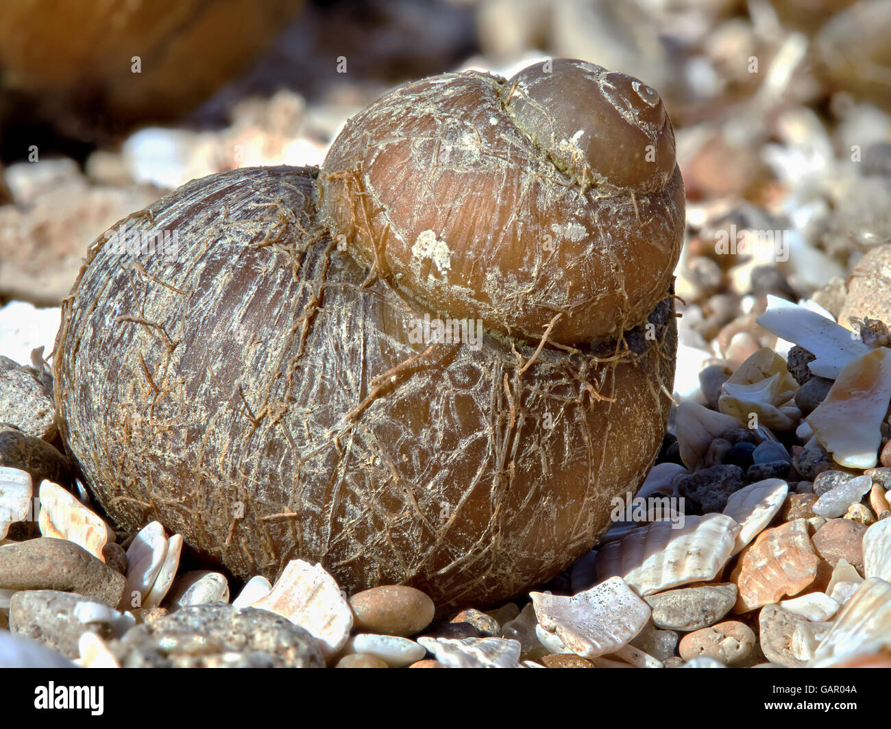Shell on the beach on a sunny day closeup Stock Photo - Alamy