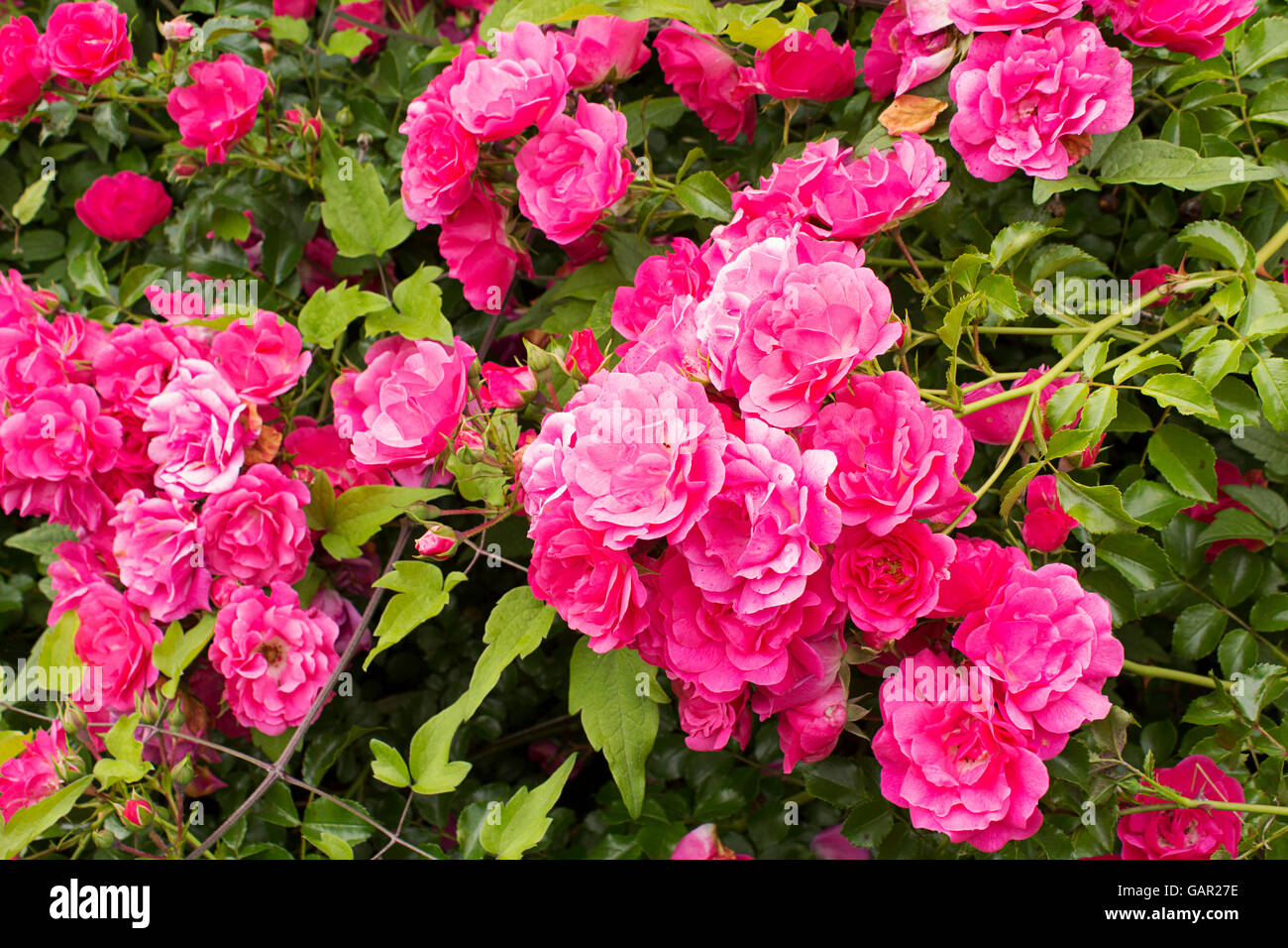 Pink roses collection growing in the garden, as texture, with green ...