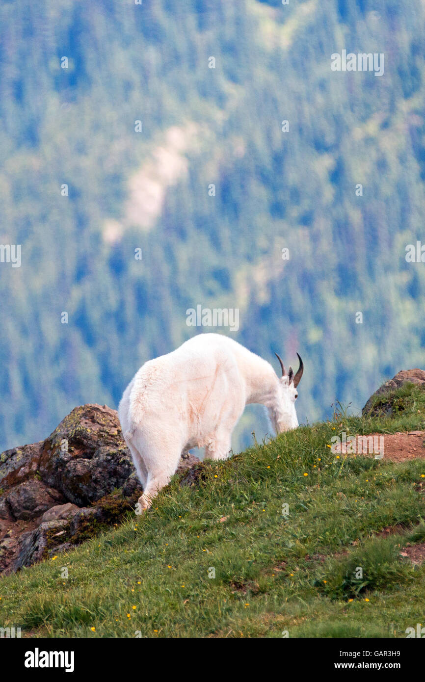 Billy goat eating grass hi-res stock photography and images - Alamy