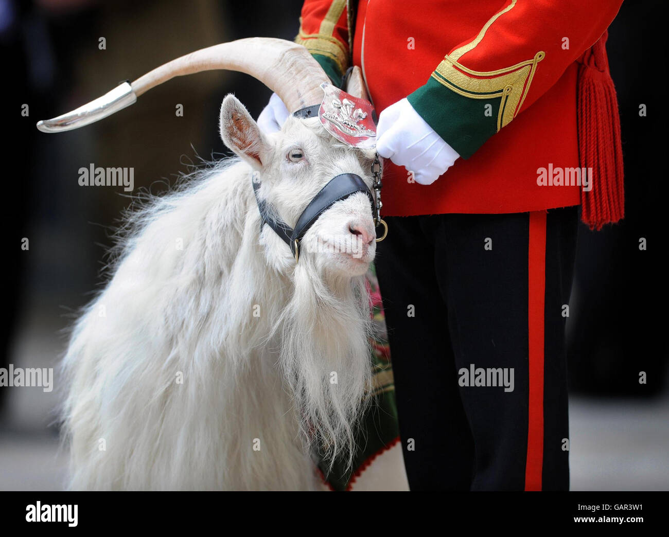 The territorial army mascot hi-res stock photography and images - Alamy