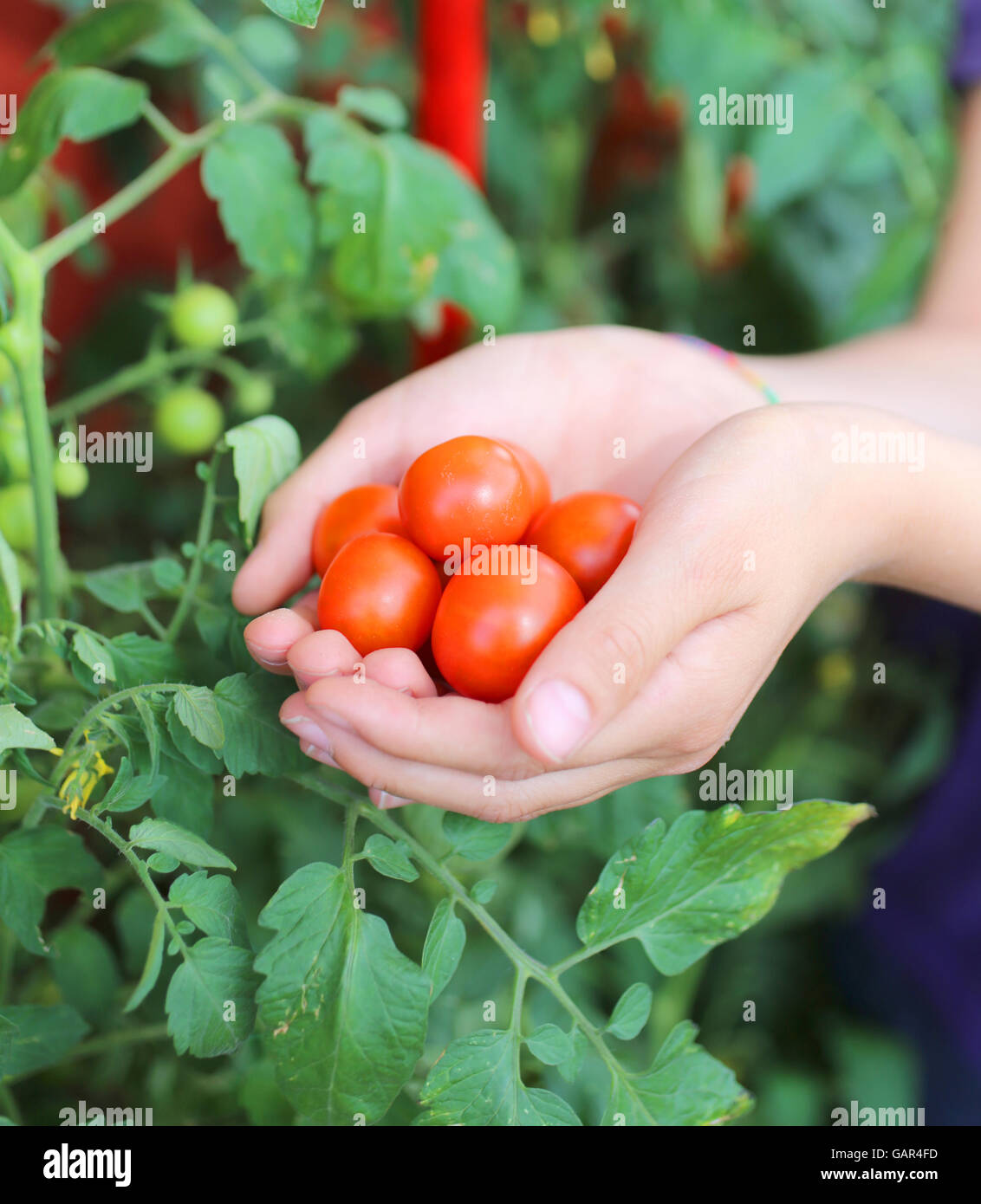 child with his hands full of tomatoes just harvested from the garden on ...