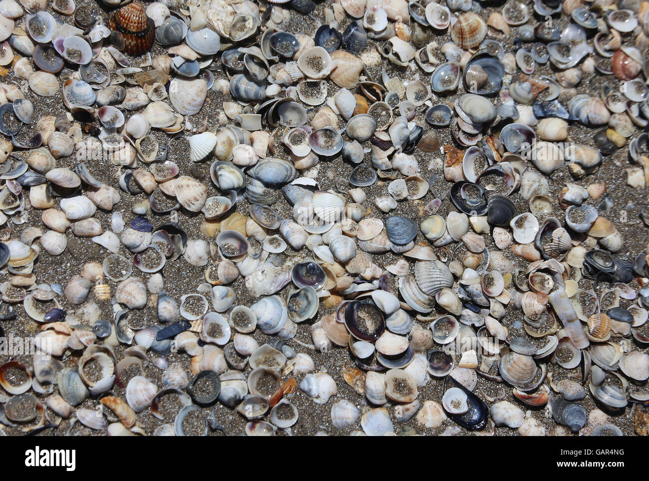 shells on the shore of the beach into the sea Stock Photo - Alamy