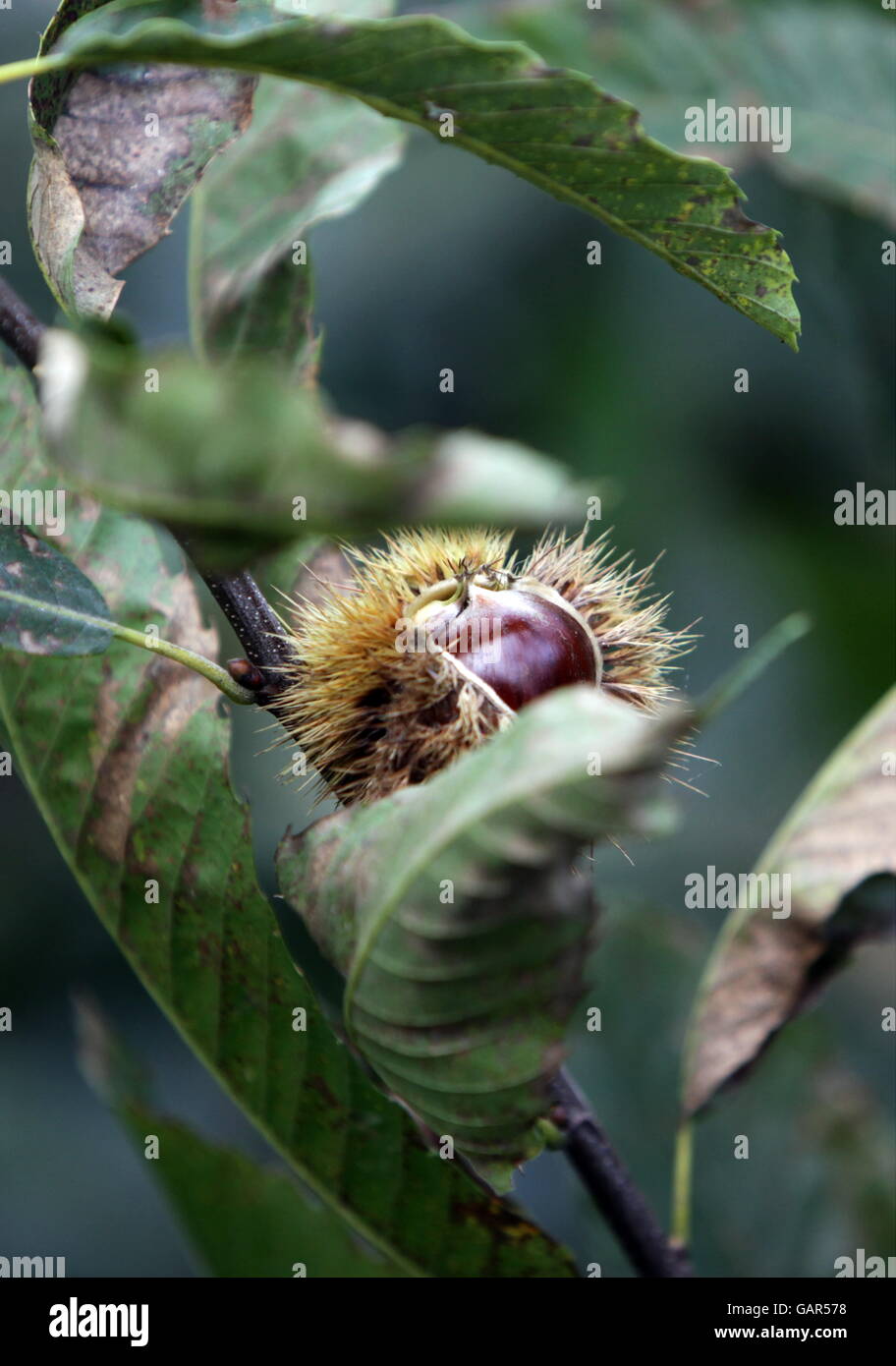 Maroni hi-res stock photography and images - Alamy