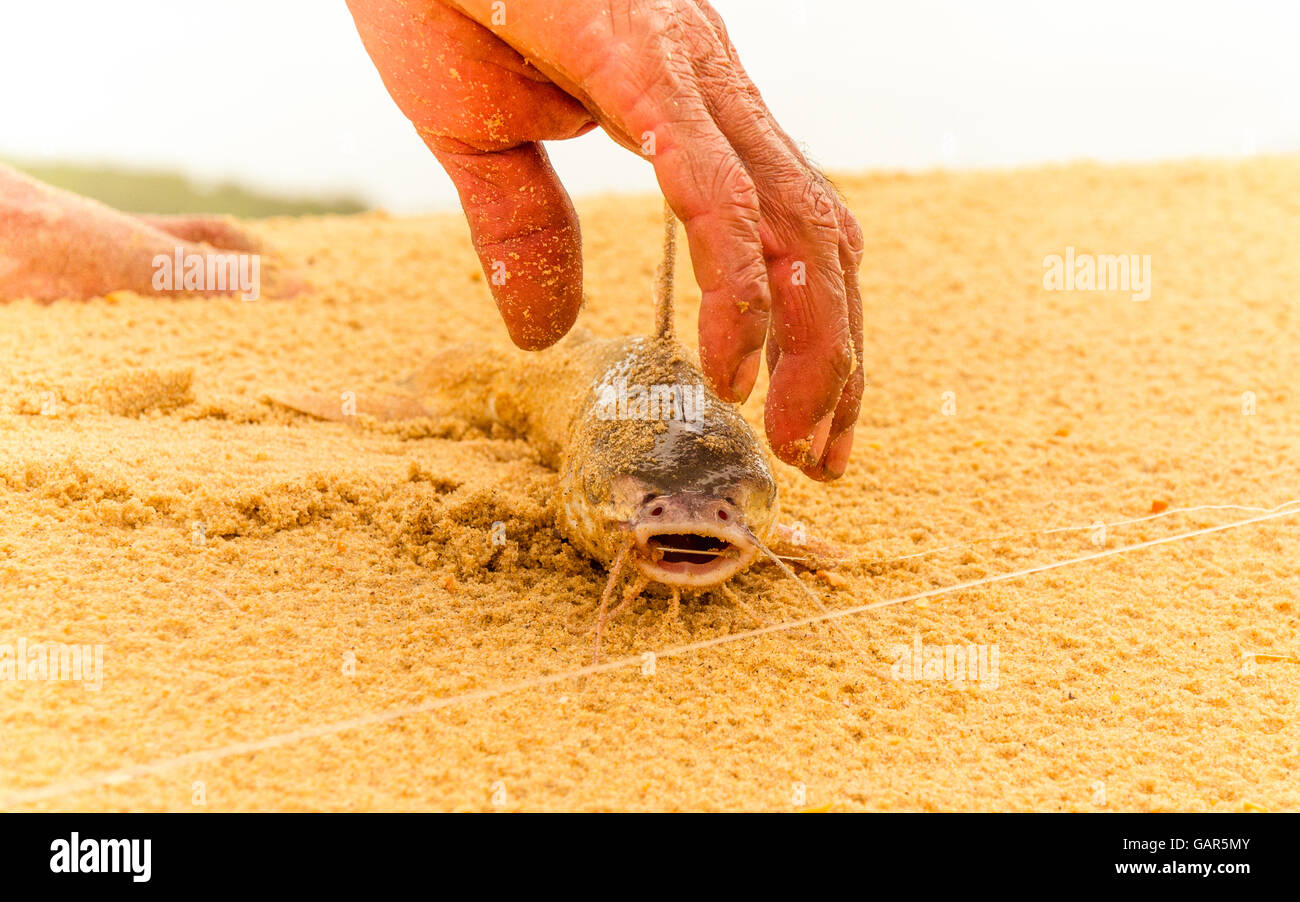 Hand grabbing fish hi-res stock photography and images - Alamy