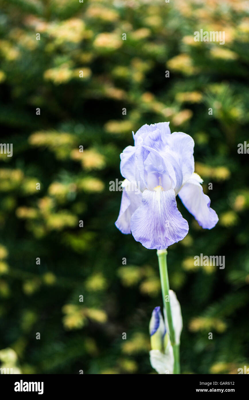 A pale blue iris in flower Stock Photo - Alamy