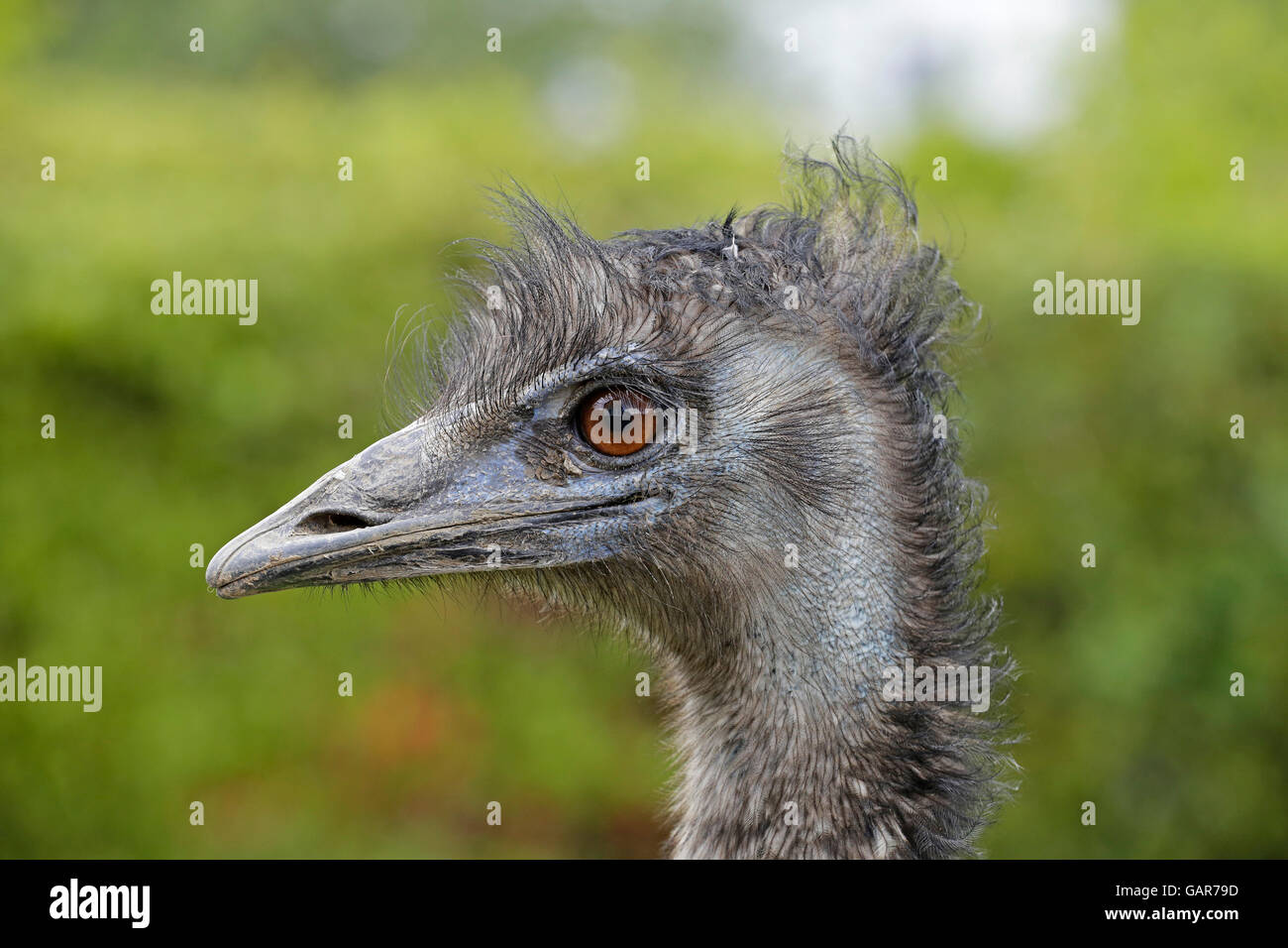 Emu head portrait hi-res stock photography and images - Alamy