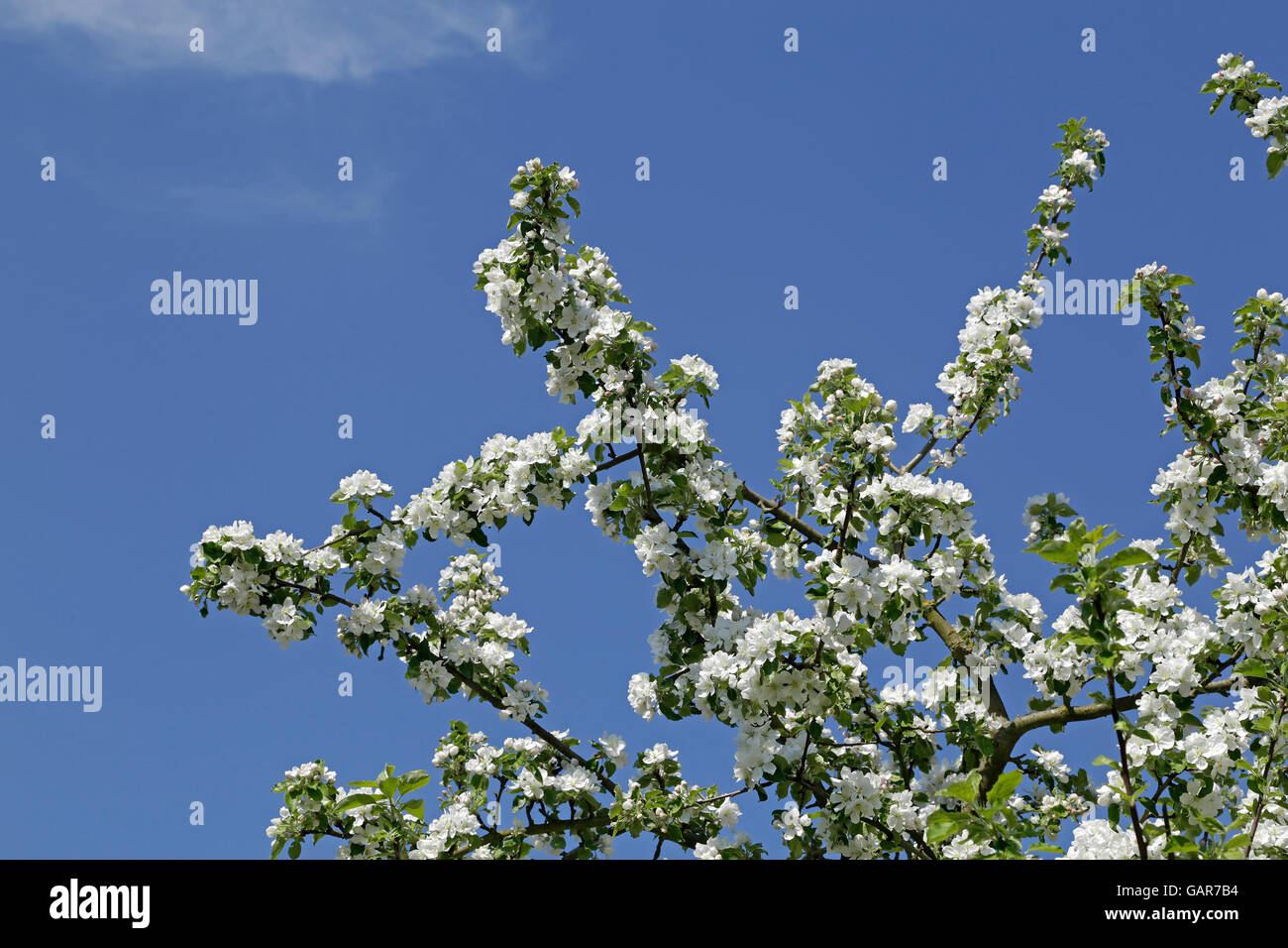 apple tree in bloom Stock Photo - Alamy