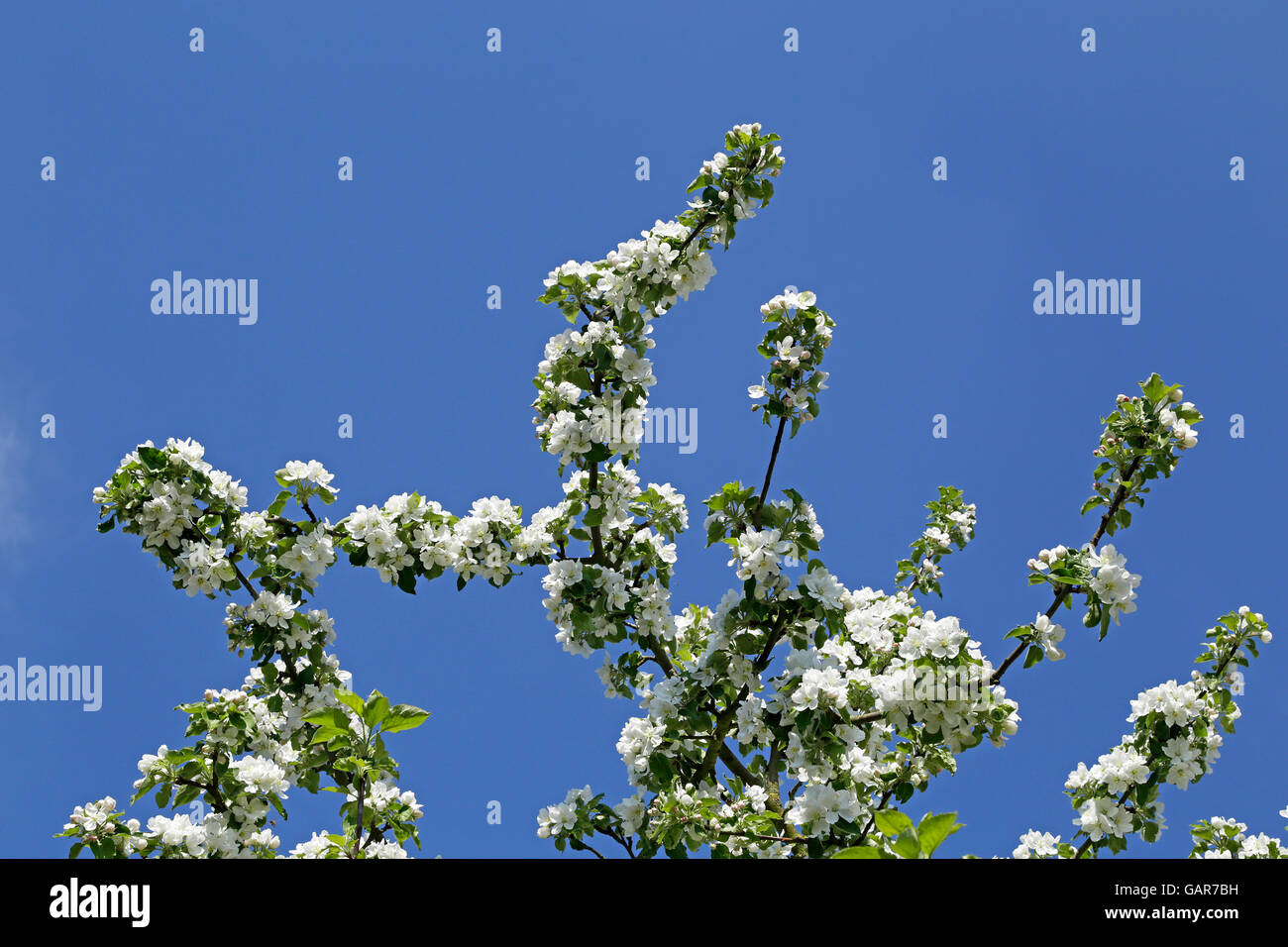 Tree bloom blossom hi-res stock photography and images - Alamy
