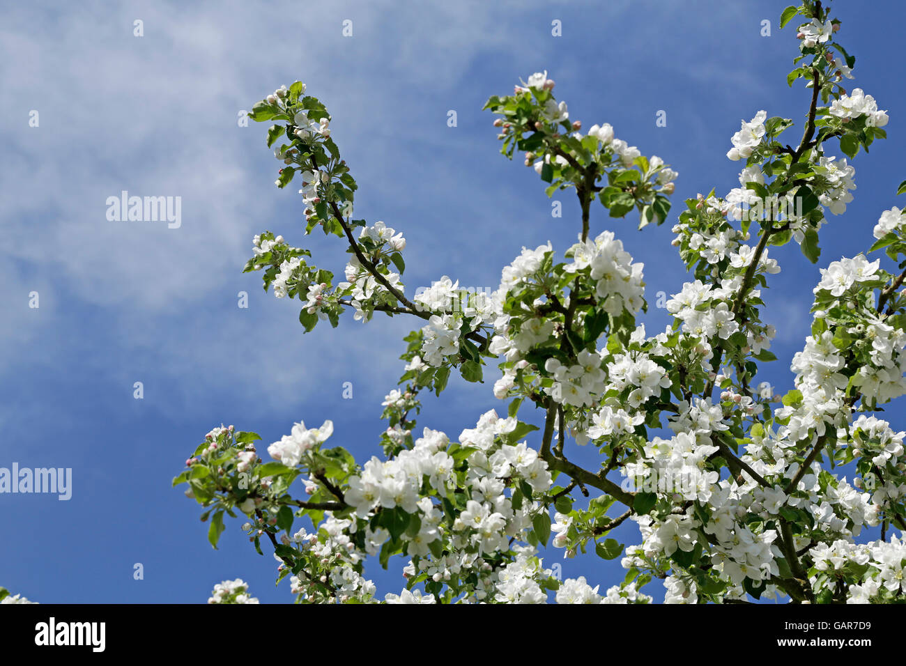 apple tree in bloom Stock Photo - Alamy