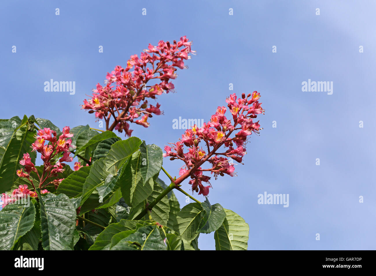 Pink chestnut tree hi-res stock photography and images - Alamy