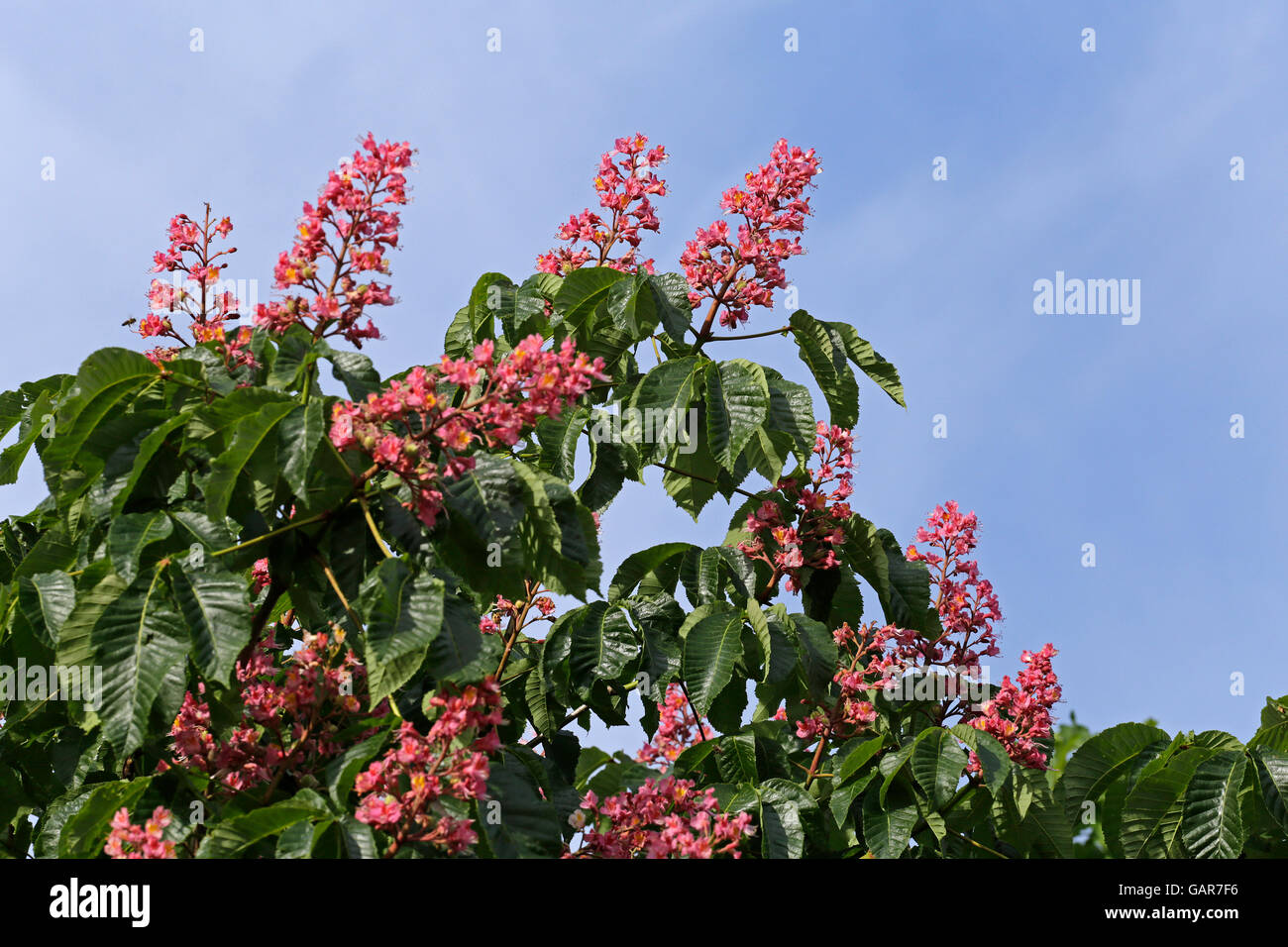 Chestnut tree bloom hi-res stock photography and images - Alamy