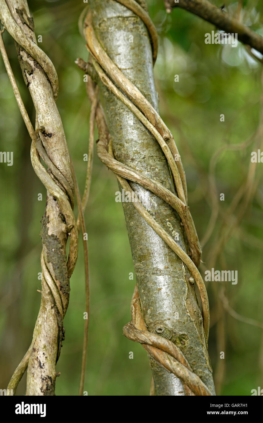 Tree trunk bole hi-res stock photography and images - Alamy