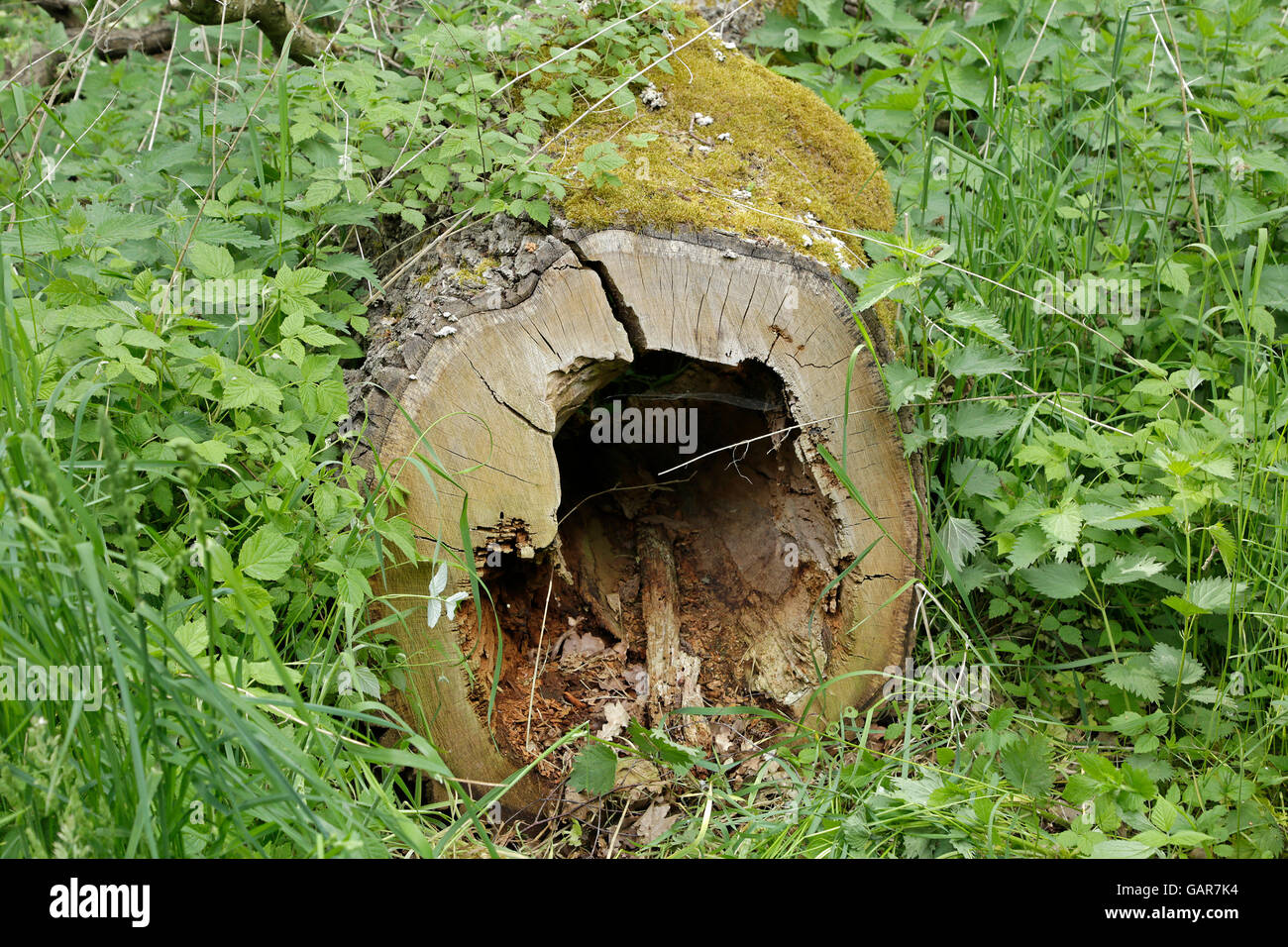 Rotting tree trunk hi-res stock photography and images - Alamy