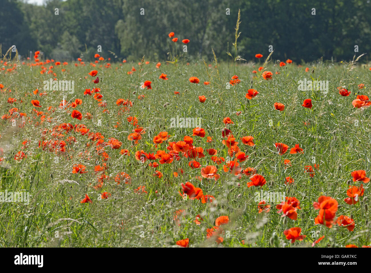 common poppies growing in a field Stock Photo - Alamy