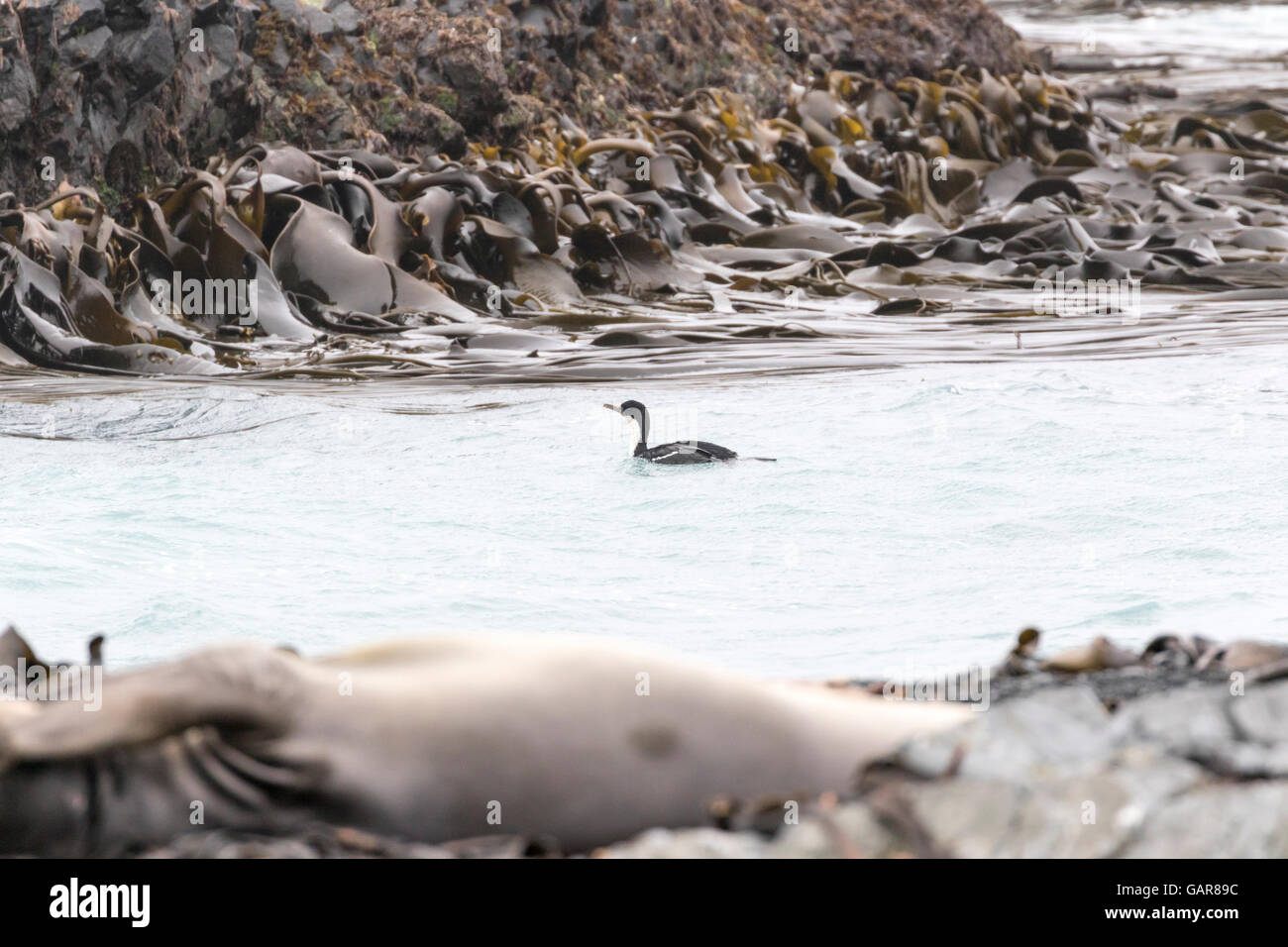 Macquarie Island shag swimming near to shore at Macquarie Island ...