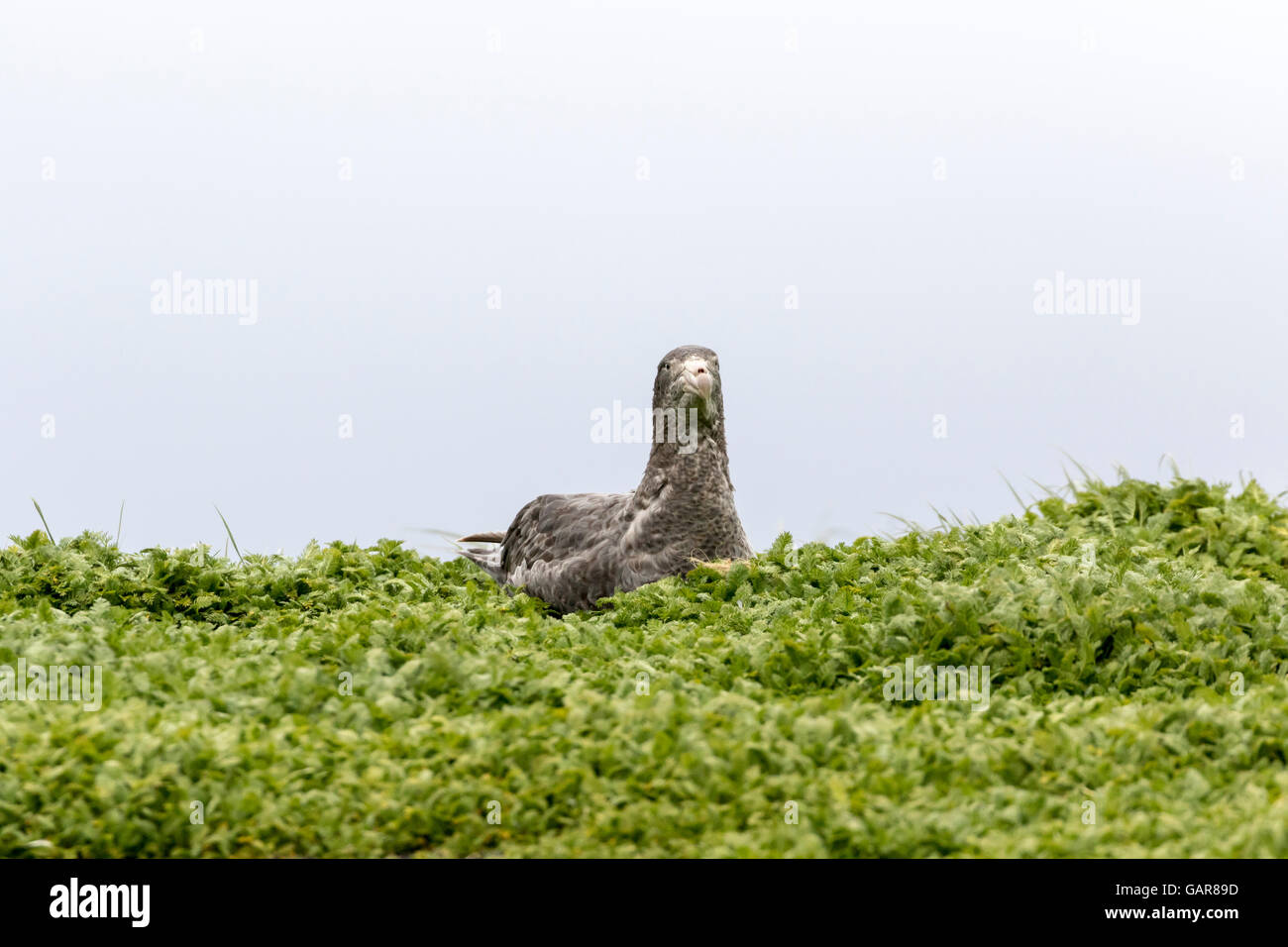 Southern Giant Petrel on nest at Macquarie Island, Australian ...