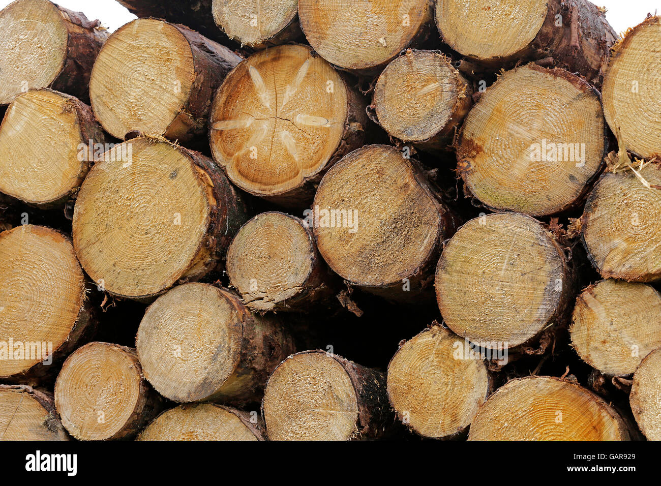 stacked tree trunks Stock Photo - Alamy