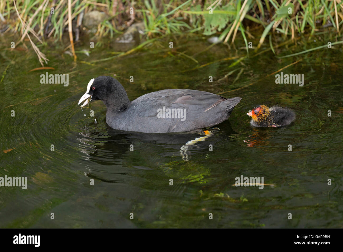 Bald coots hi-res stock photography and images - Alamy