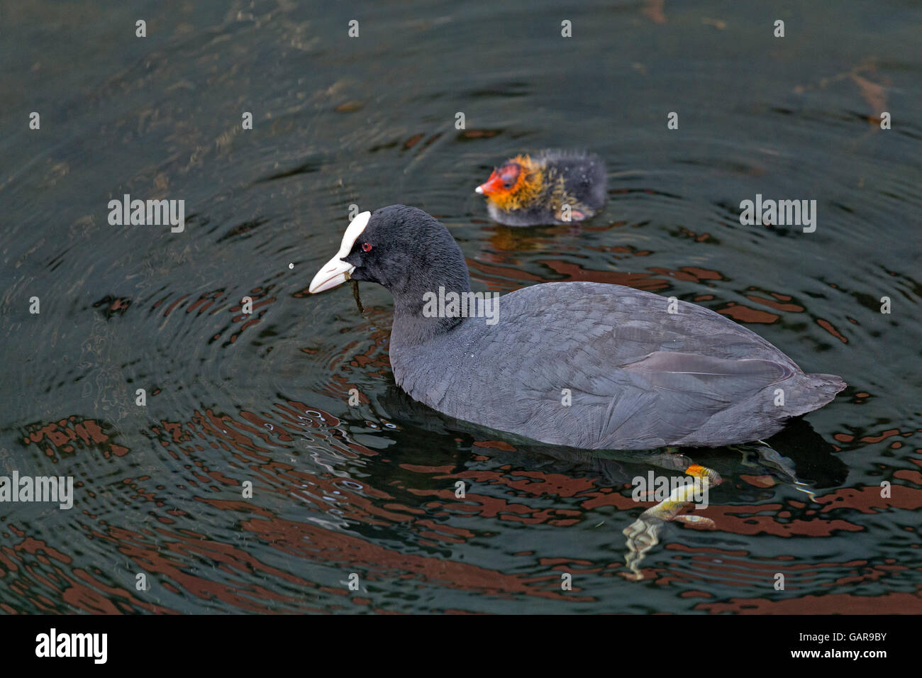 bald coot (Fulica atra) with chick Stock Photo - Alamy