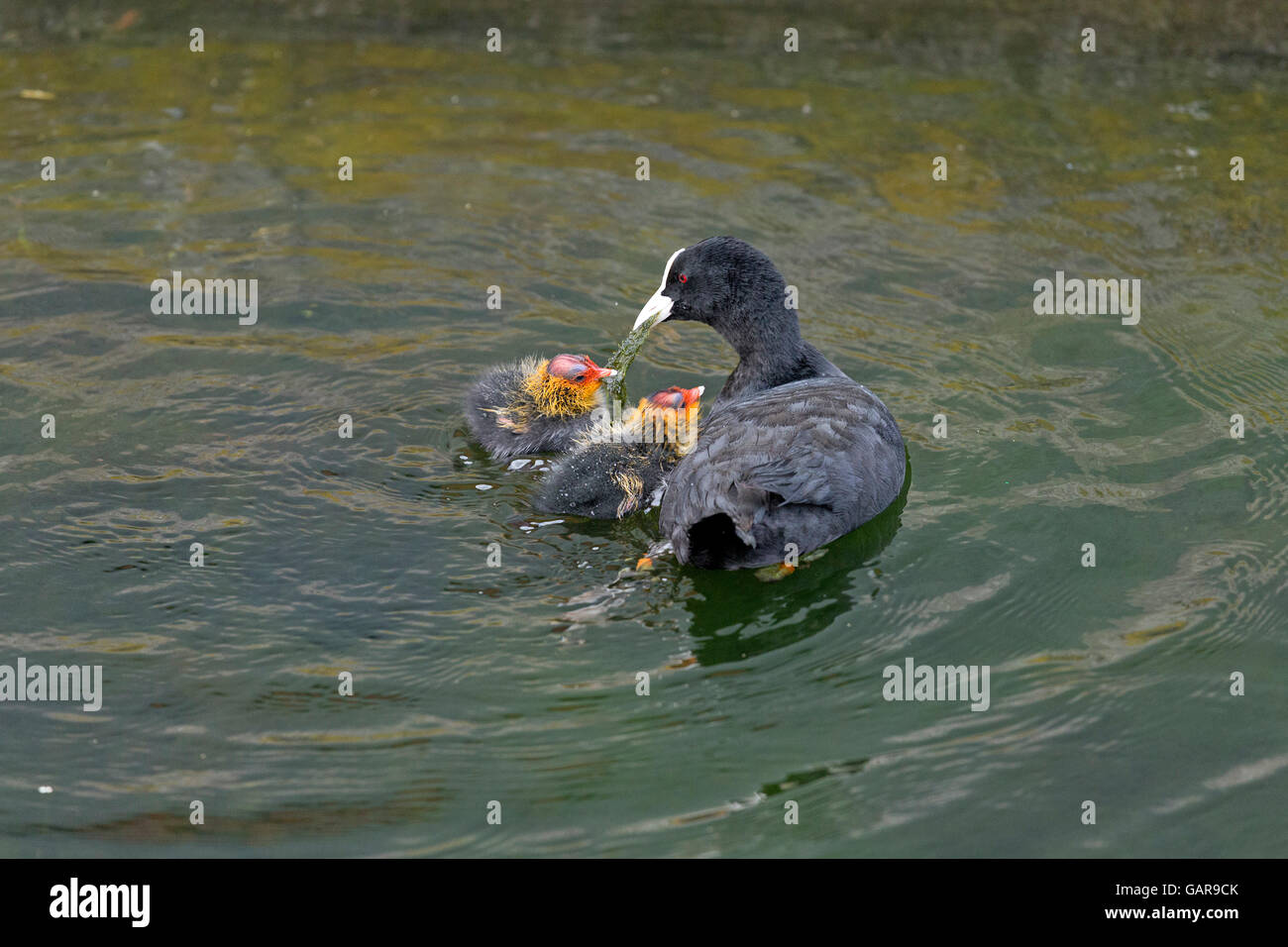 Bald Coot High Resolution Stock Photography and Images - Alamy