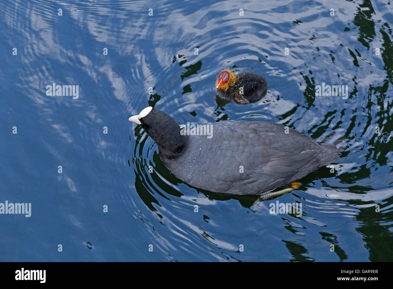 Bald coots hi-res stock photography and images - Alamy