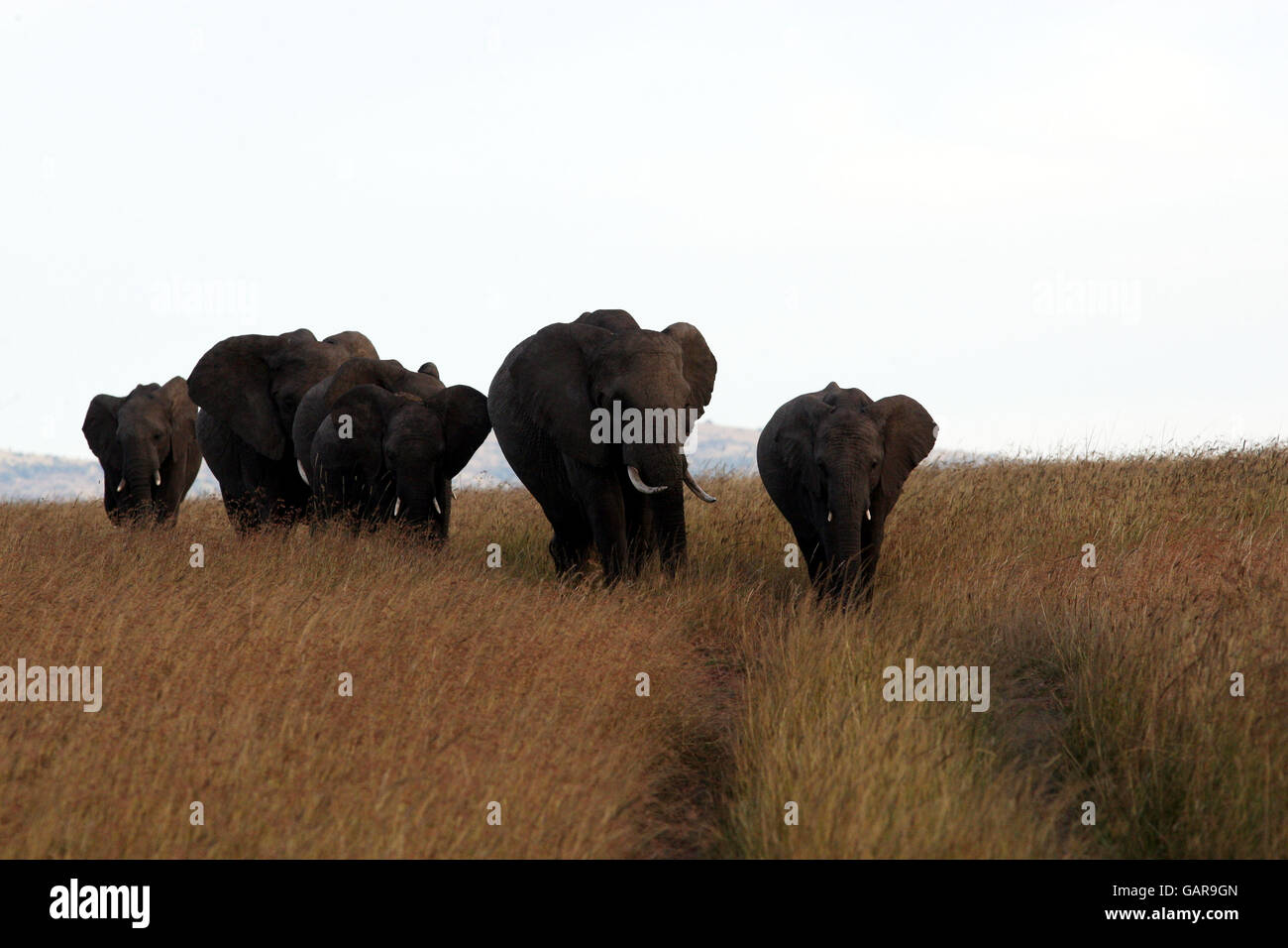 Elephants long grass hi-res stock photography and images - Alamy