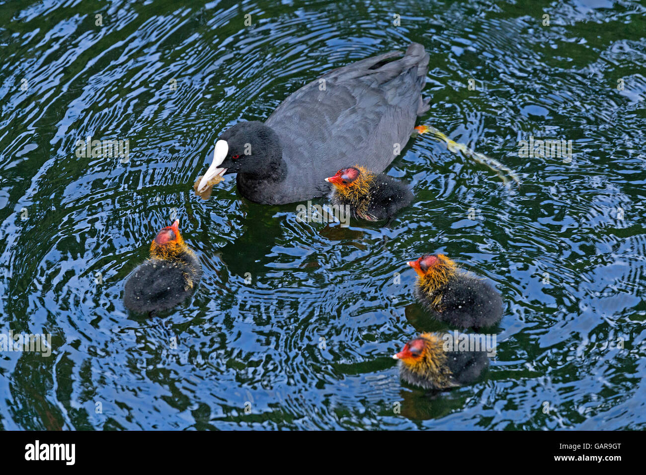 bald coot (Fulica atra) with chicks Stock Photo - Alamy