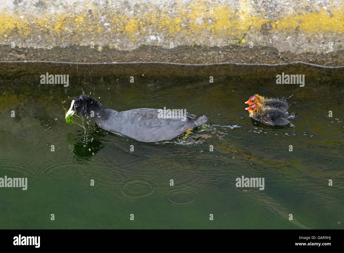 Bald Coot High Resolution Stock Photography and Images - Alamy