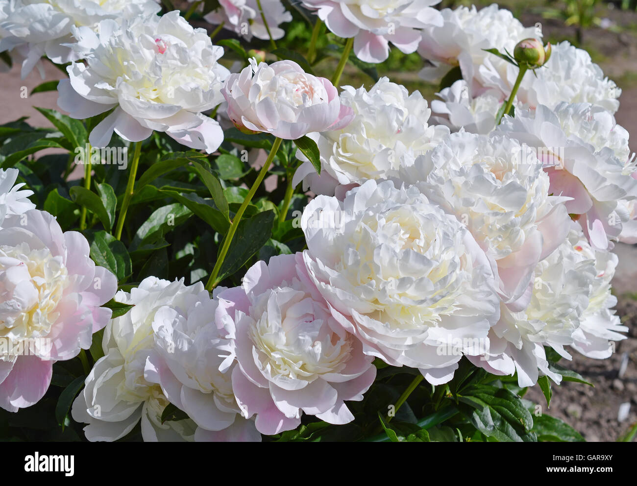 White lush peonies with pale pink outer petals on the flowerbed in the ...