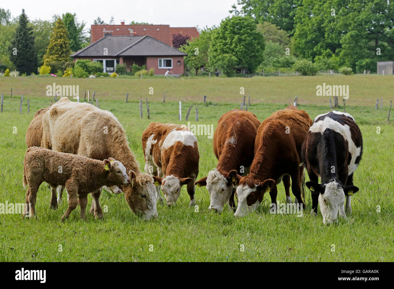 Germany cattle house not cow hi-res stock photography and images - Alamy