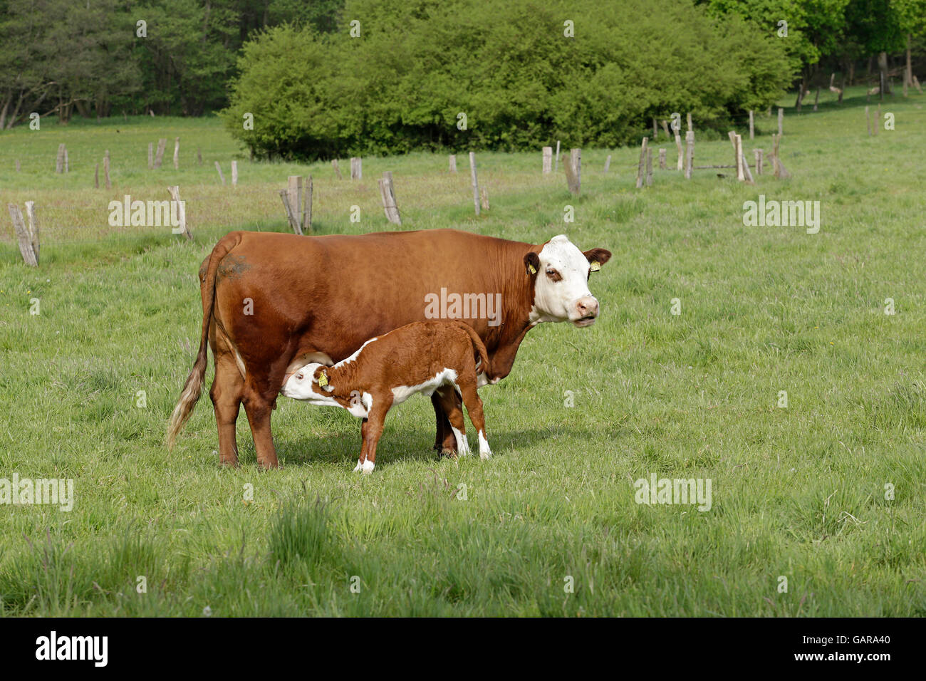 Polled Hereford cow with calf, Tangendorf, Lower Saxony, Germany Stock ...