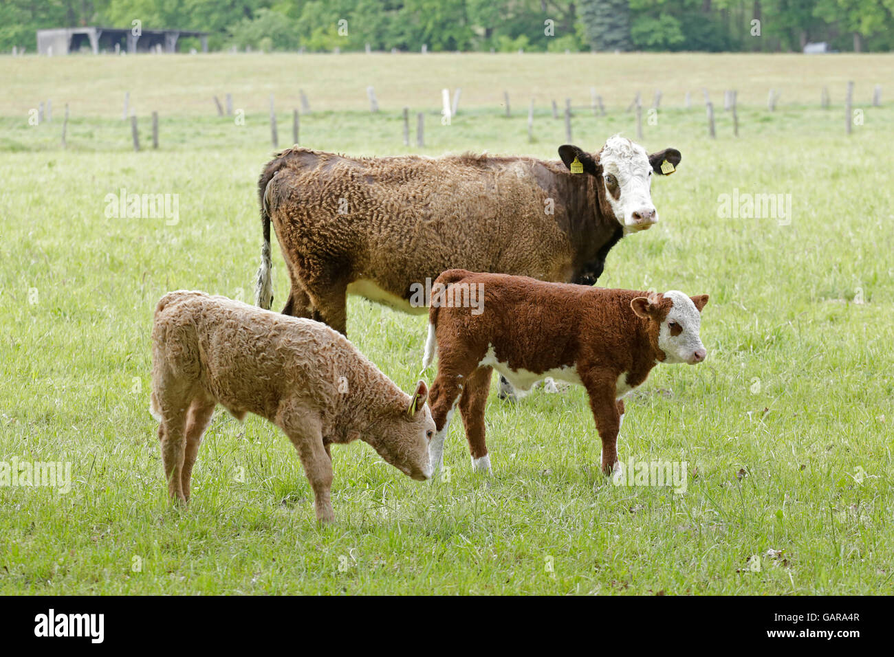 Polled hereford cattle hi-res stock photography and images - Alamy