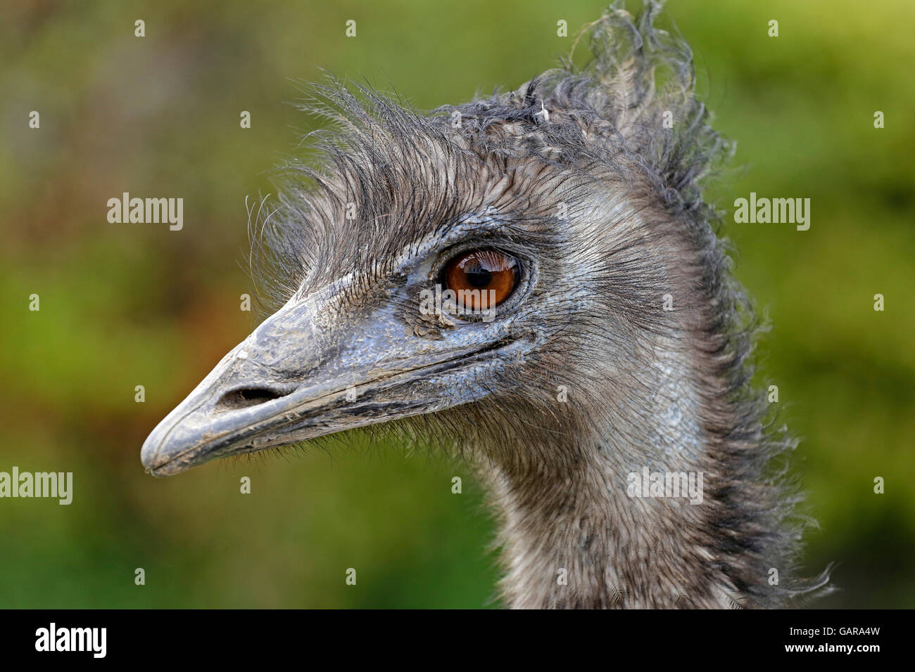 portrait of an emu Stock Photo - Alamy