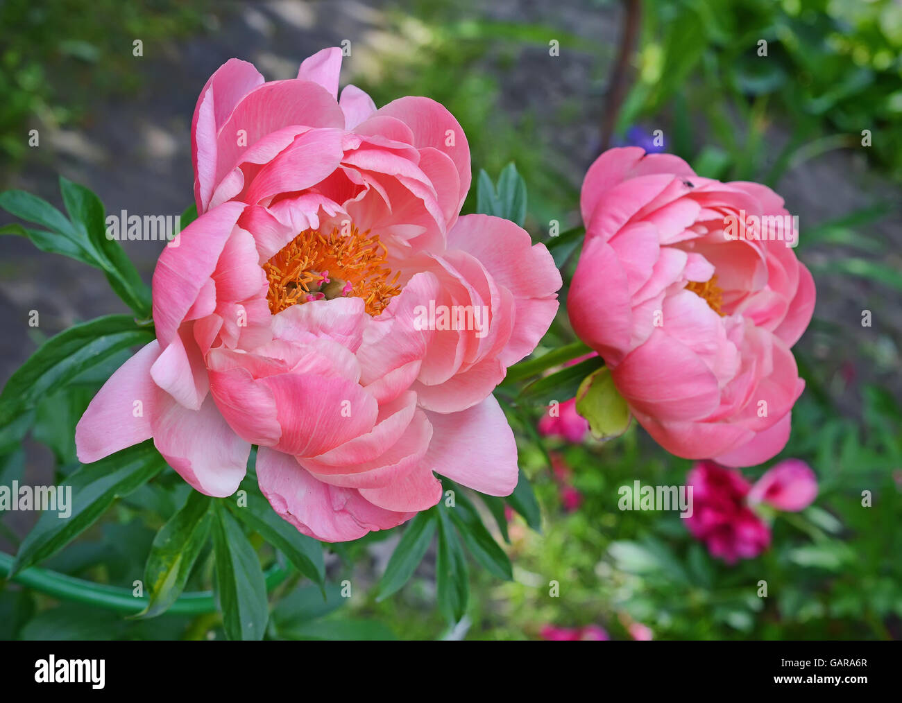 Two pink peonies hi-res stock photography and images - Alamy