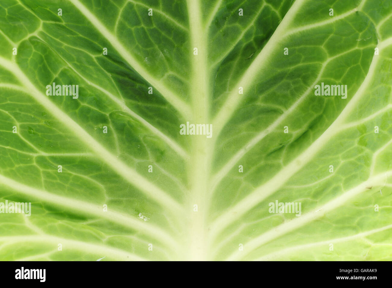 fresh cabbage leaf texture background Stock Photo - Alamy