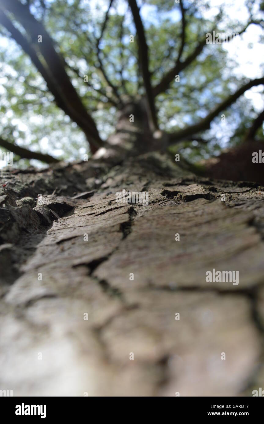 tree look up Stock Photo - Alamy