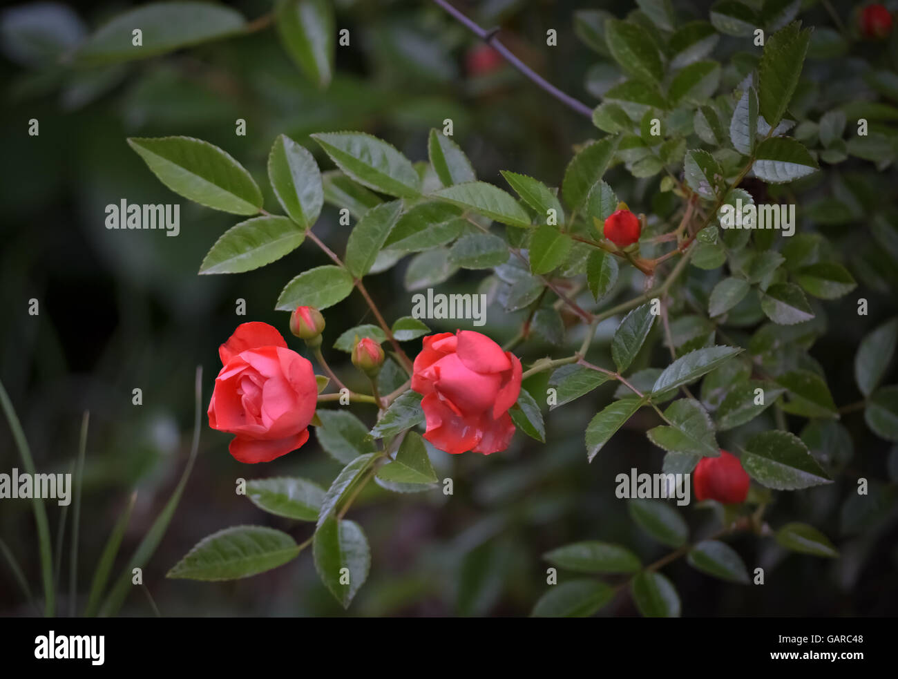 Stem of roses hi-res stock photography and images - Alamy