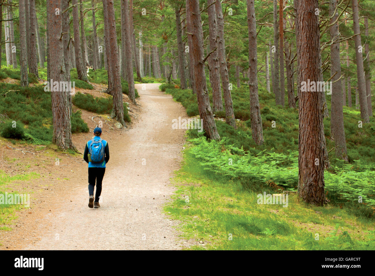 Rothiemurchus forest hi-res stock photography and images - Alamy