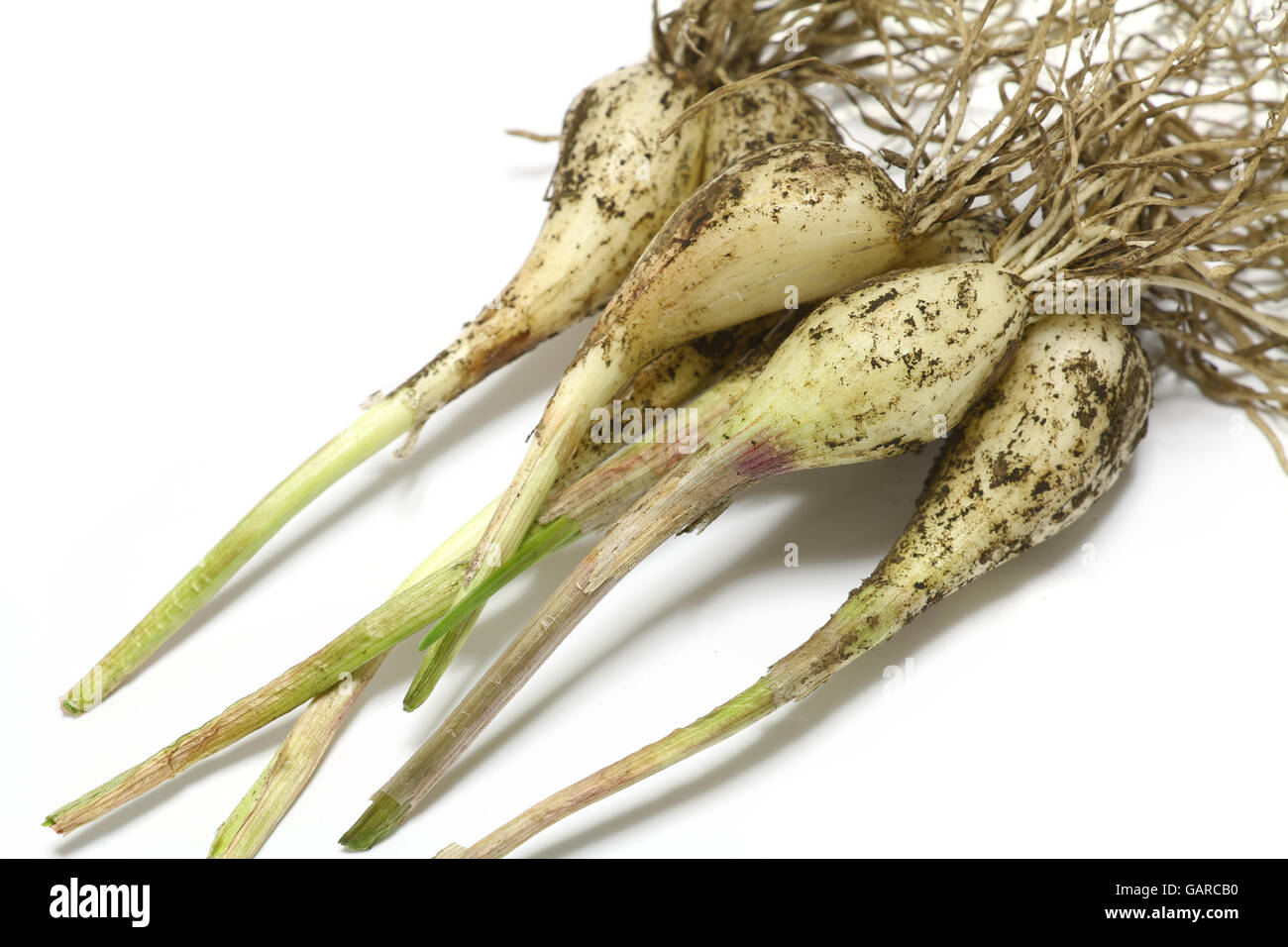 Japanese fresh scallion root with soil #2 Stock Photo - Alamy