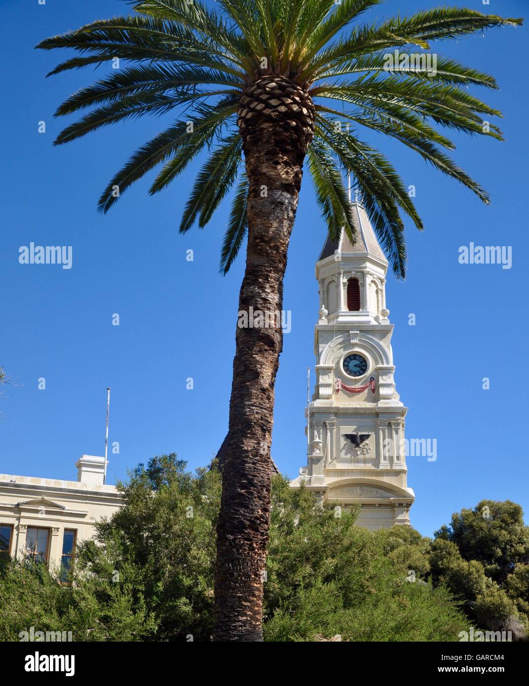 Large tropical palm tree with the old Fremantle Town Hall Clocktower in ...