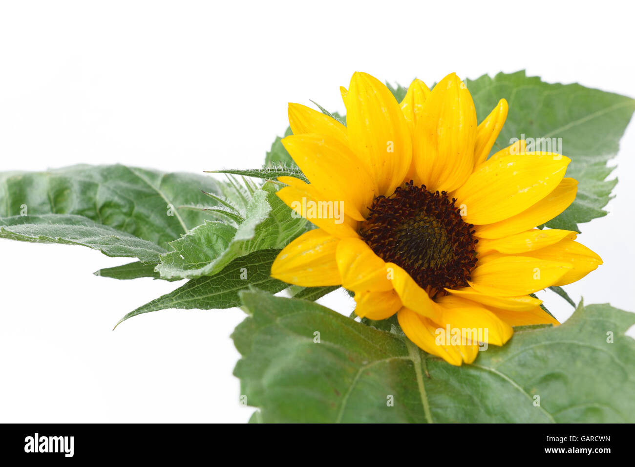 small sunflower blooming isolated Stock Photo - Alamy