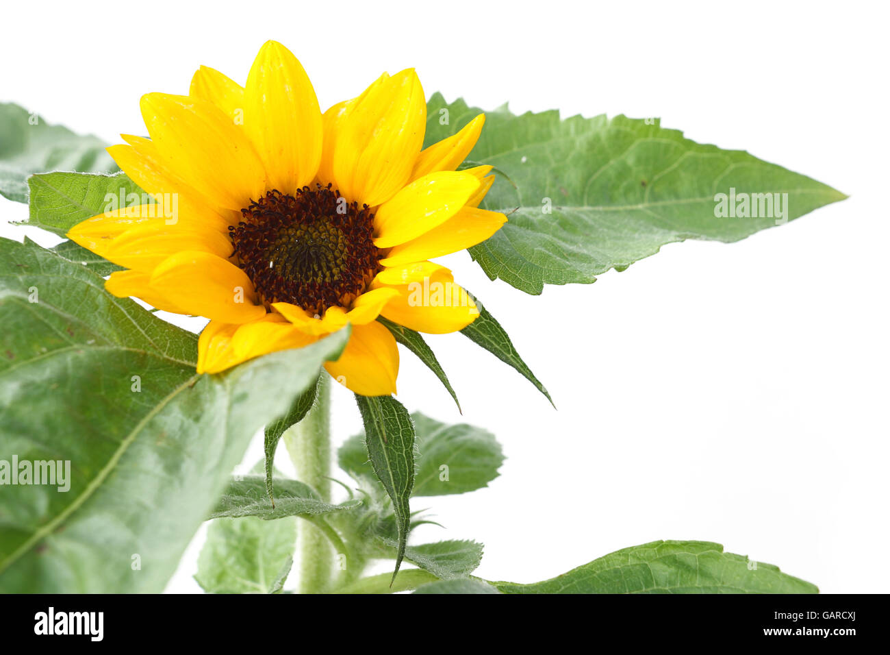 small sunflower blooming isolated #3 Stock Photo - Alamy