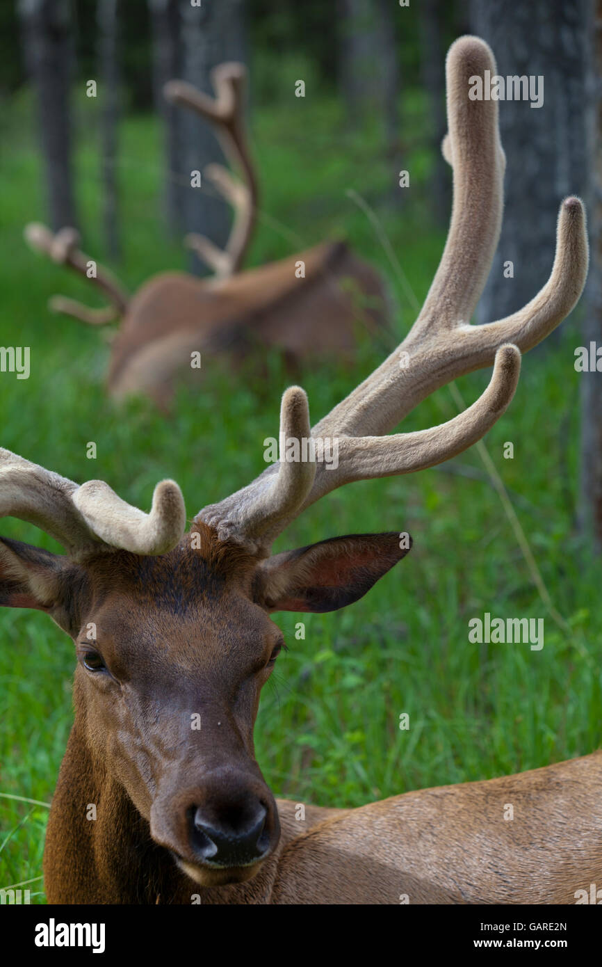 Deers in Banff National Park, Canada Stock Photo - Alamy