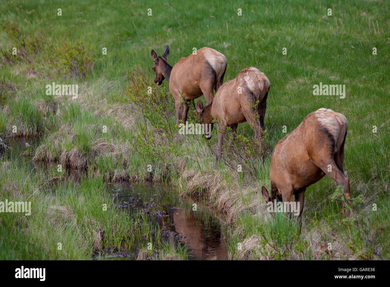 Animals in Banff National Park, Canada Stock Photo - Alamy