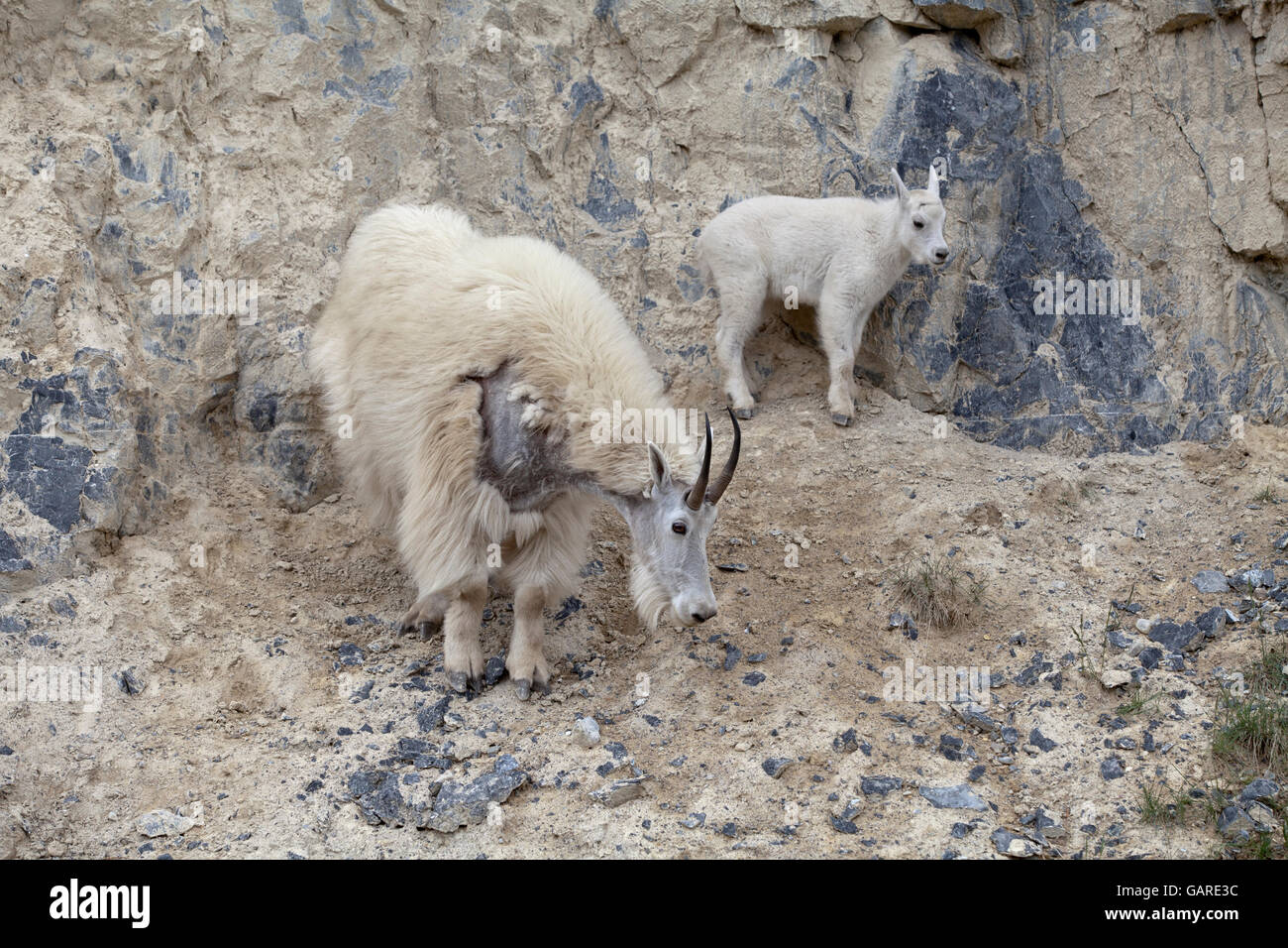 Mountain goats in Jasper National Park, Canada Stock Photo - Alamy